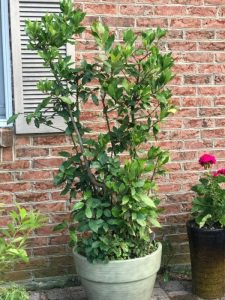 Growing Bay Leaves is Easy and Rewarding - Countryside